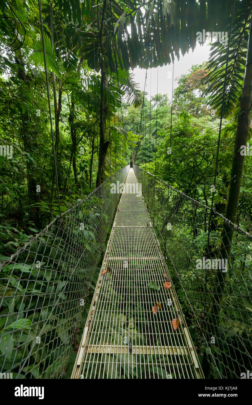 Suspension bridge in rainforest Stock Photo - Alamy