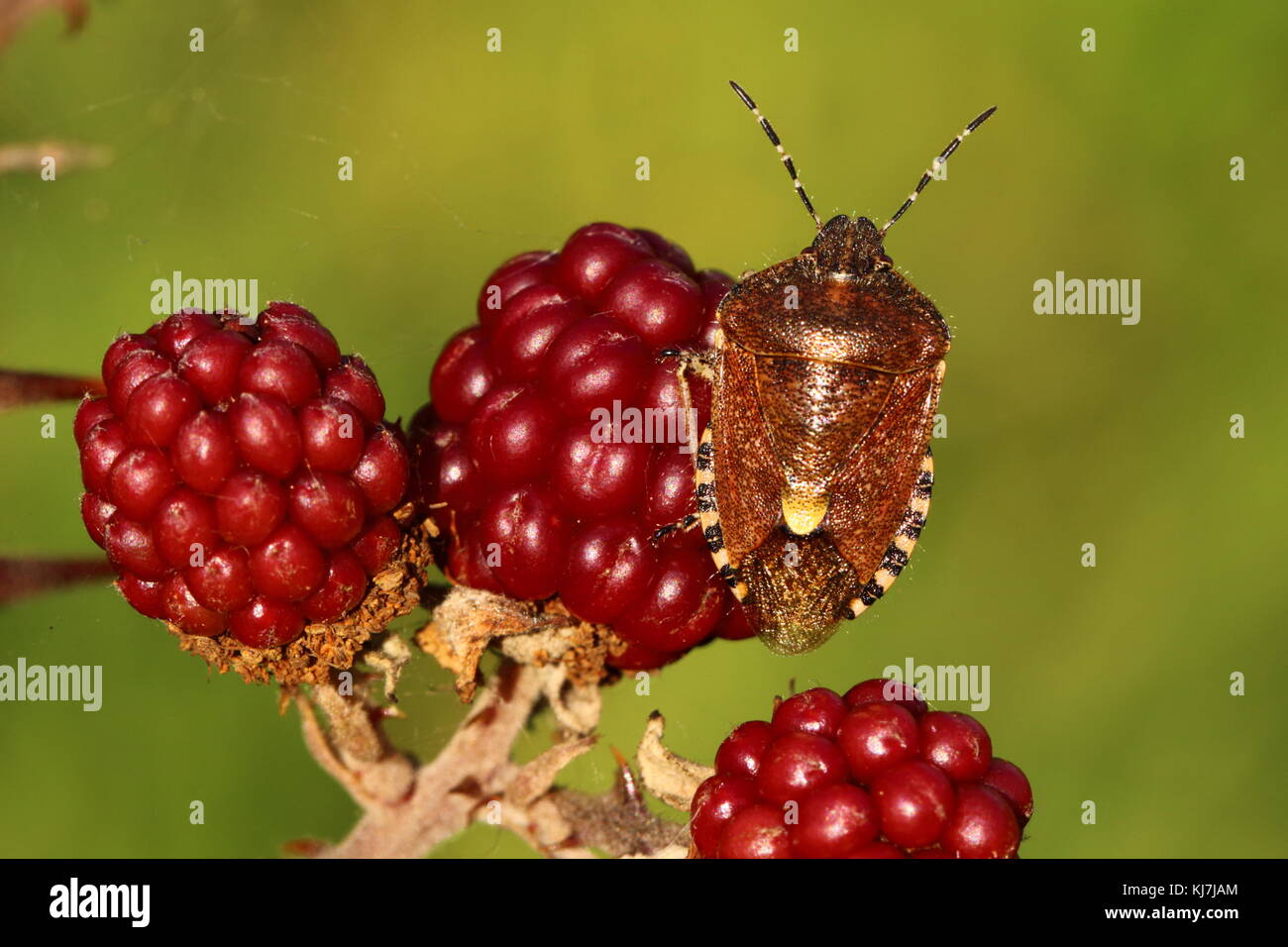 Hairy insects hi-res stock photography and images - Alamy