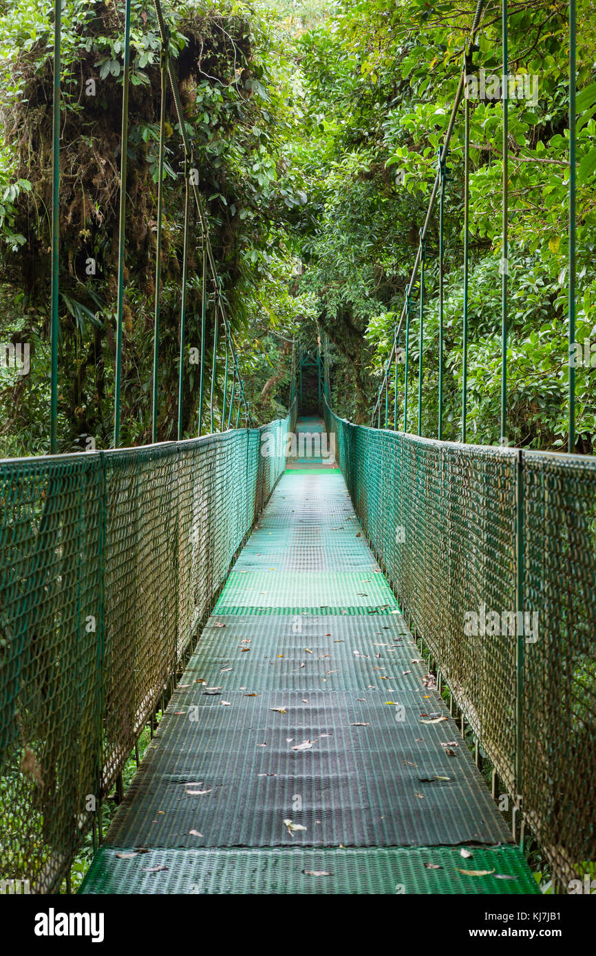 Suspension bridge in rainforest Stock Photo - Alamy