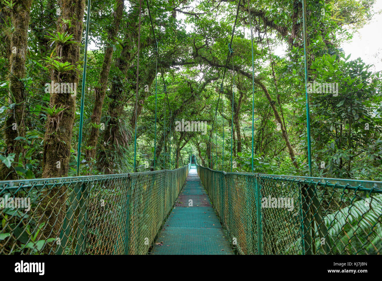 Suspension bridge in rainforest Stock Photo - Alamy