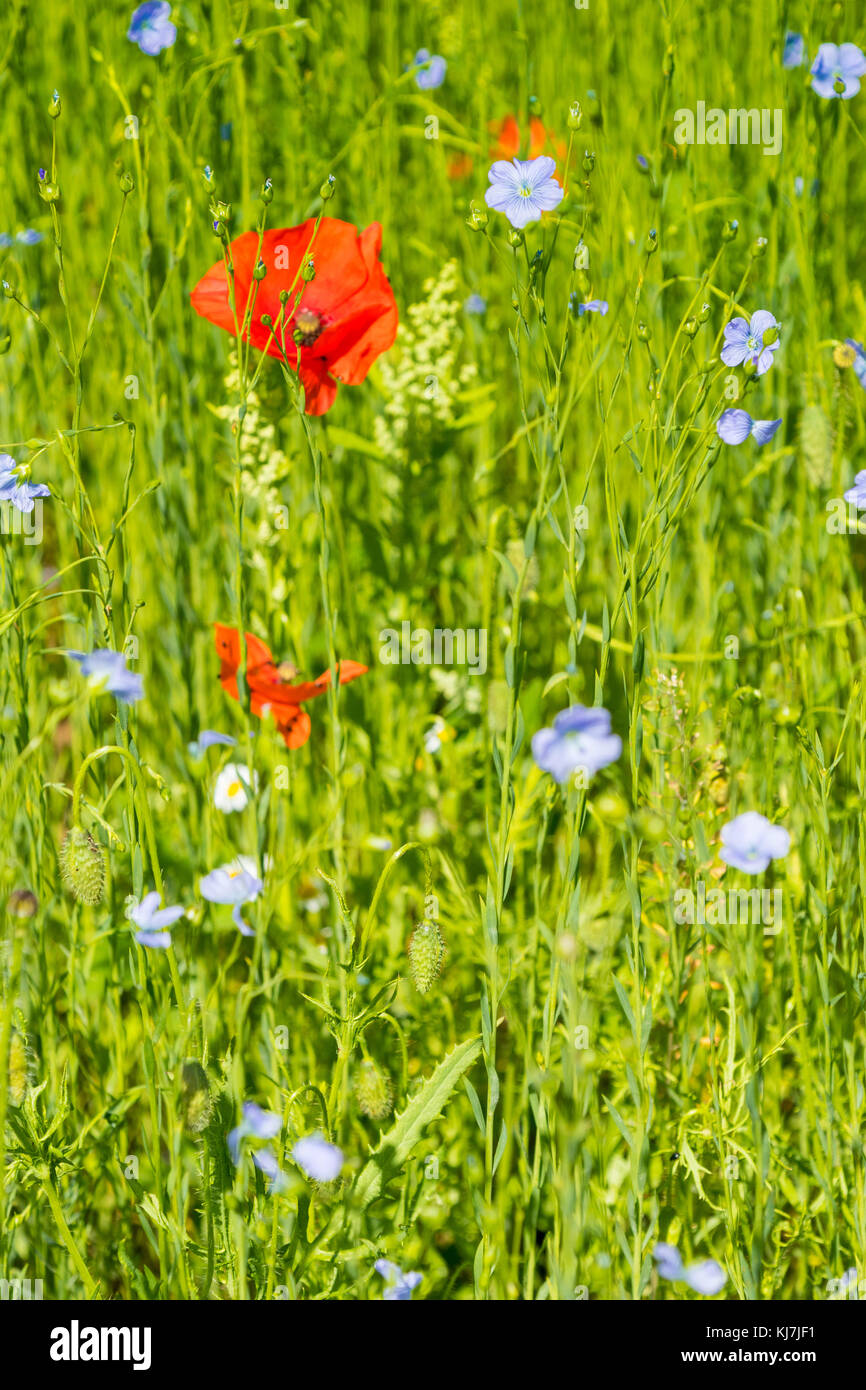 Red poppy flowers on blue flax field Stock Photo - Alamy