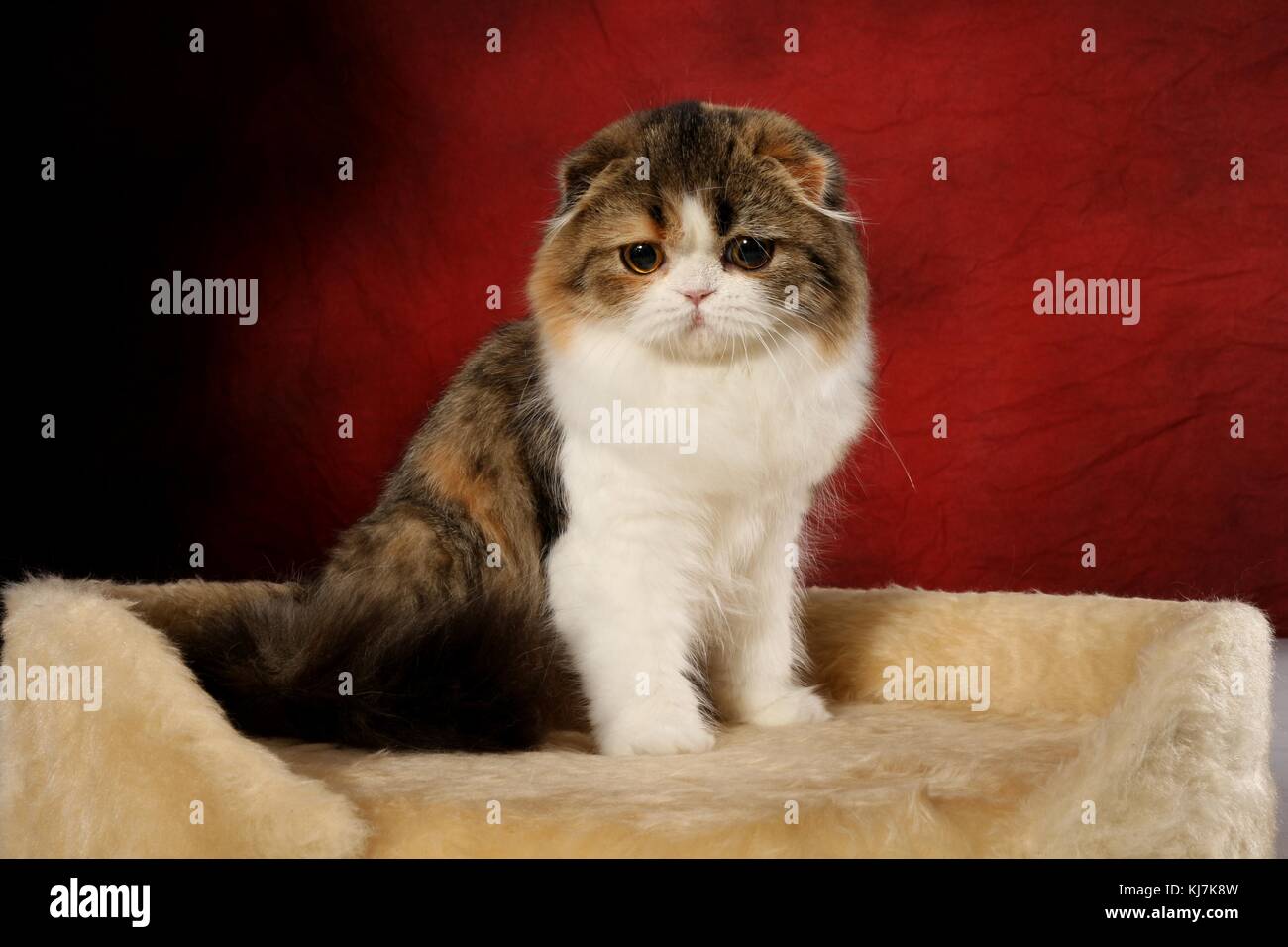 domestic cat, scottish fold, sitting Stock Photo - Alamy