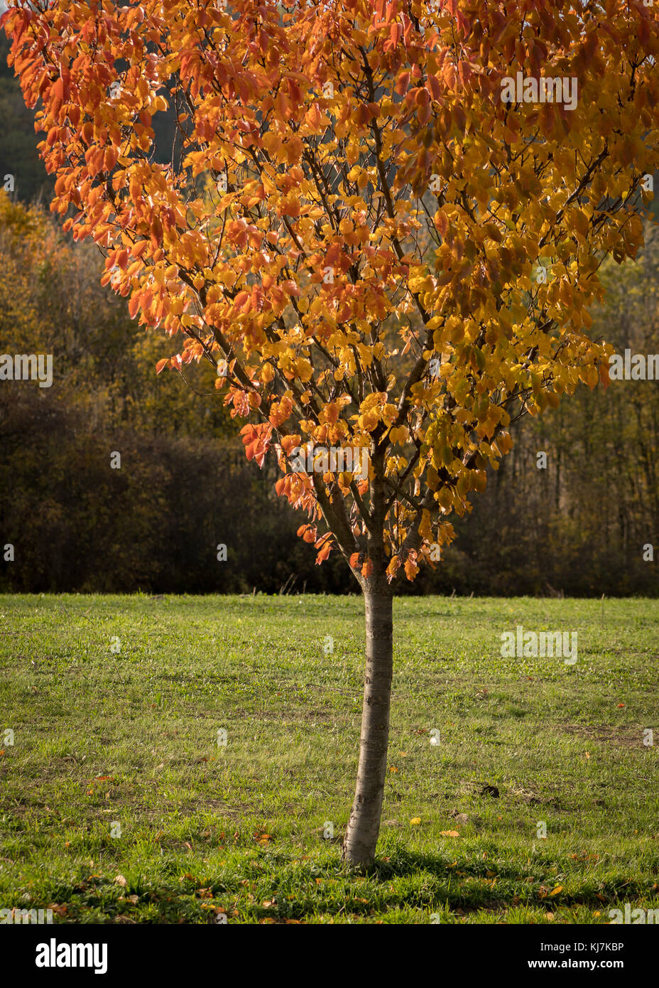 Cherry tree with backlit colored leaves in autumn Stock Photo - Alamy