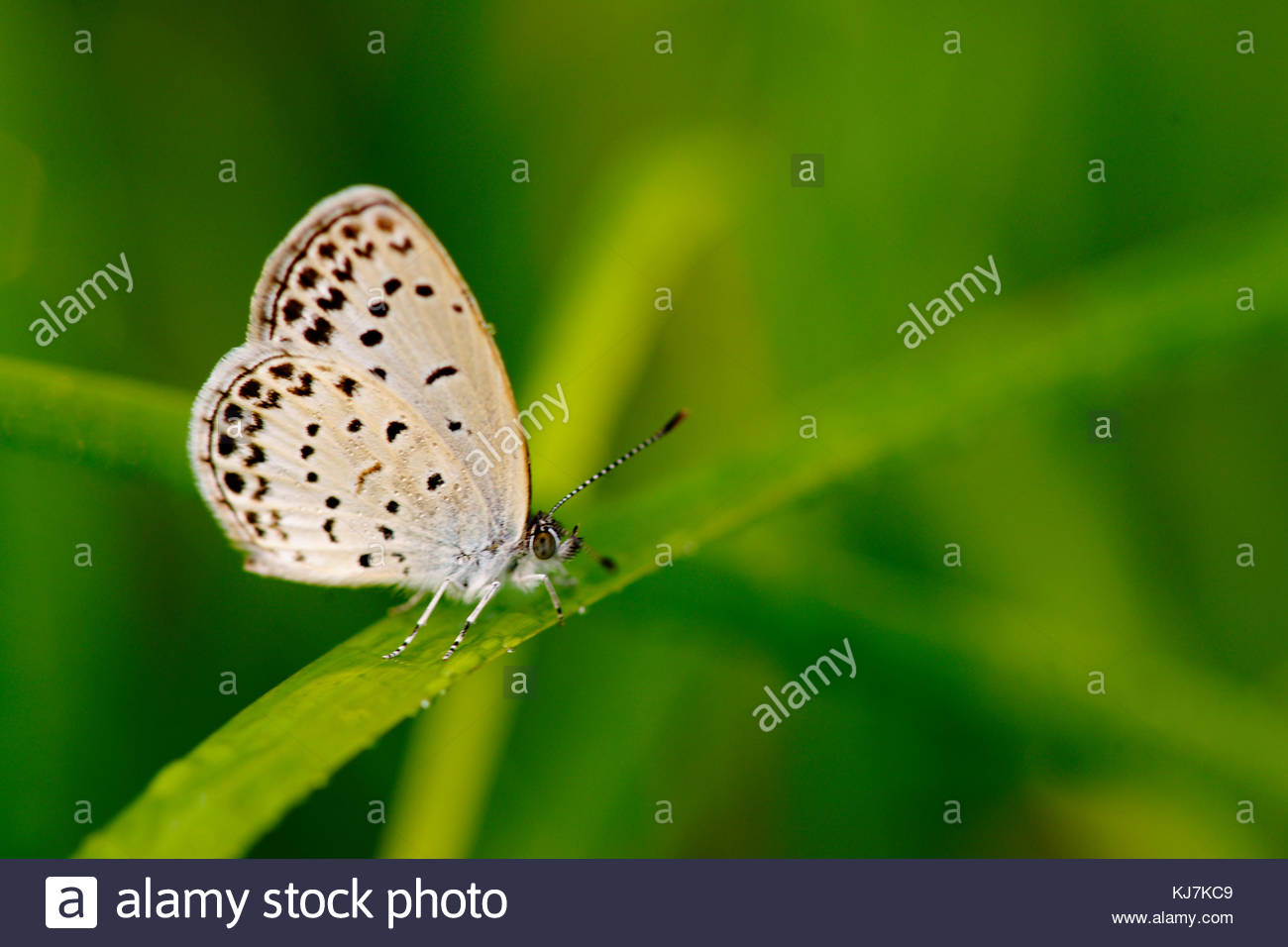 Butterfly Korea Stock Photos & Butterfly Korea Stock Images - Alamy