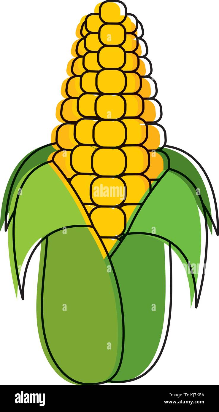 Isolated corn design Stock Vector Image & Art - Alamy