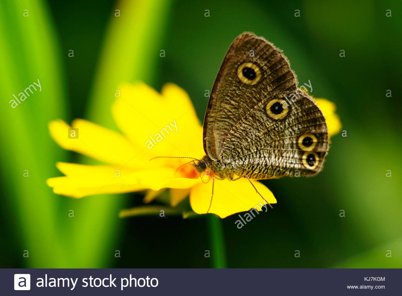 Butterfly Korea Stock Photos & Butterfly Korea Stock Images - Alamy