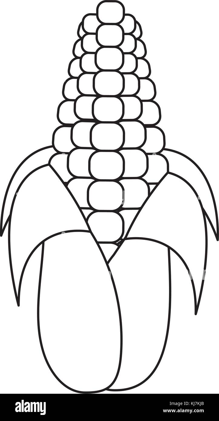 Isolated corn design Stock Vector Image & Art - Alamy