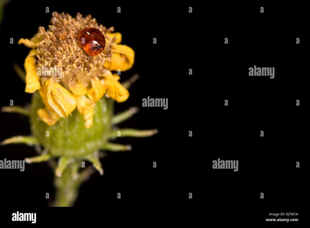 Drop of amber on a wildflower Stock Photo - Alamy