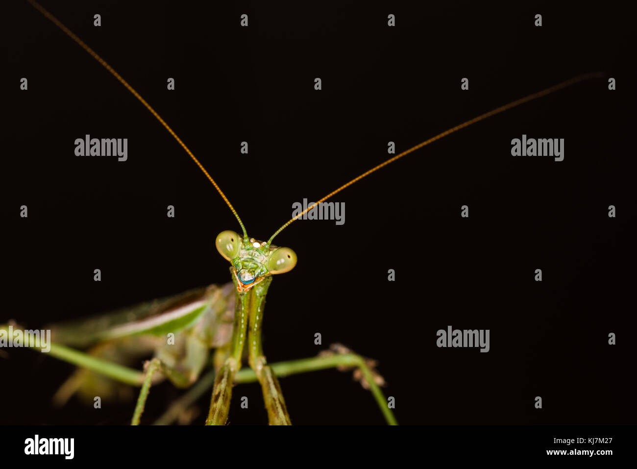 Curious Praying Mantis Stock Photo - Alamy