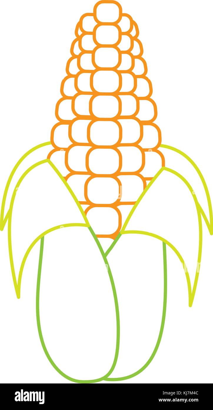 Isolated corn design Stock Vector Image & Art - Alamy