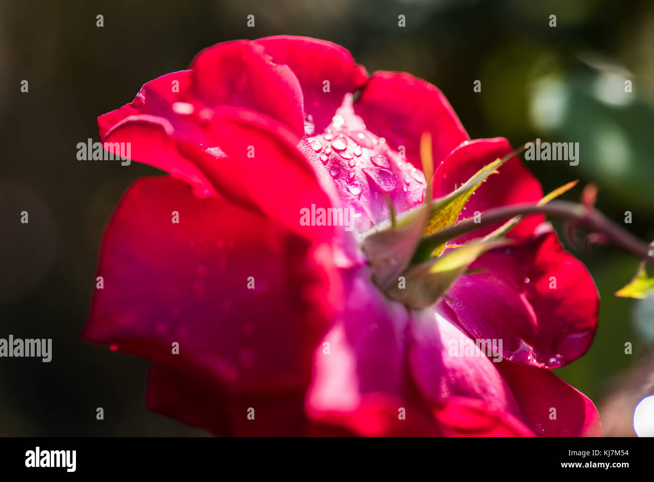 Side of the rose less seen Stock Photo - Alamy