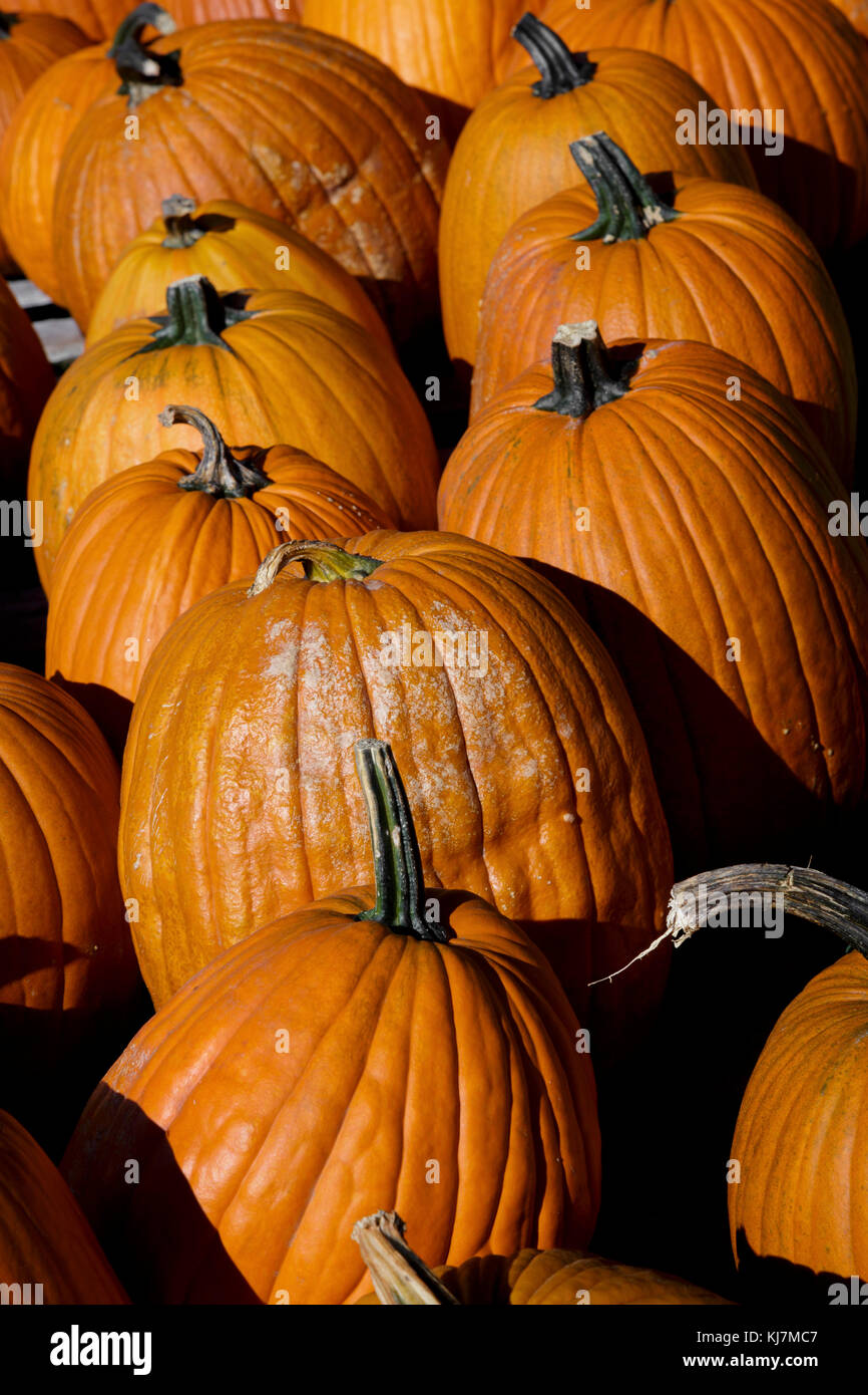 American pumpkins freshness hi-res stock photography and images - Alamy
