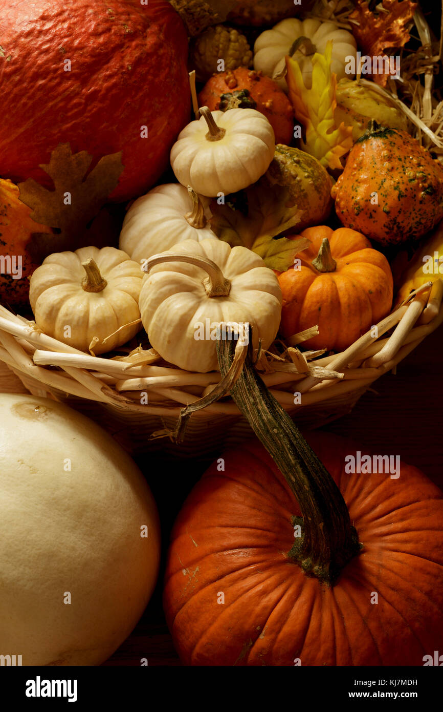American pumpkins freshness hi-res stock photography and images - Alamy