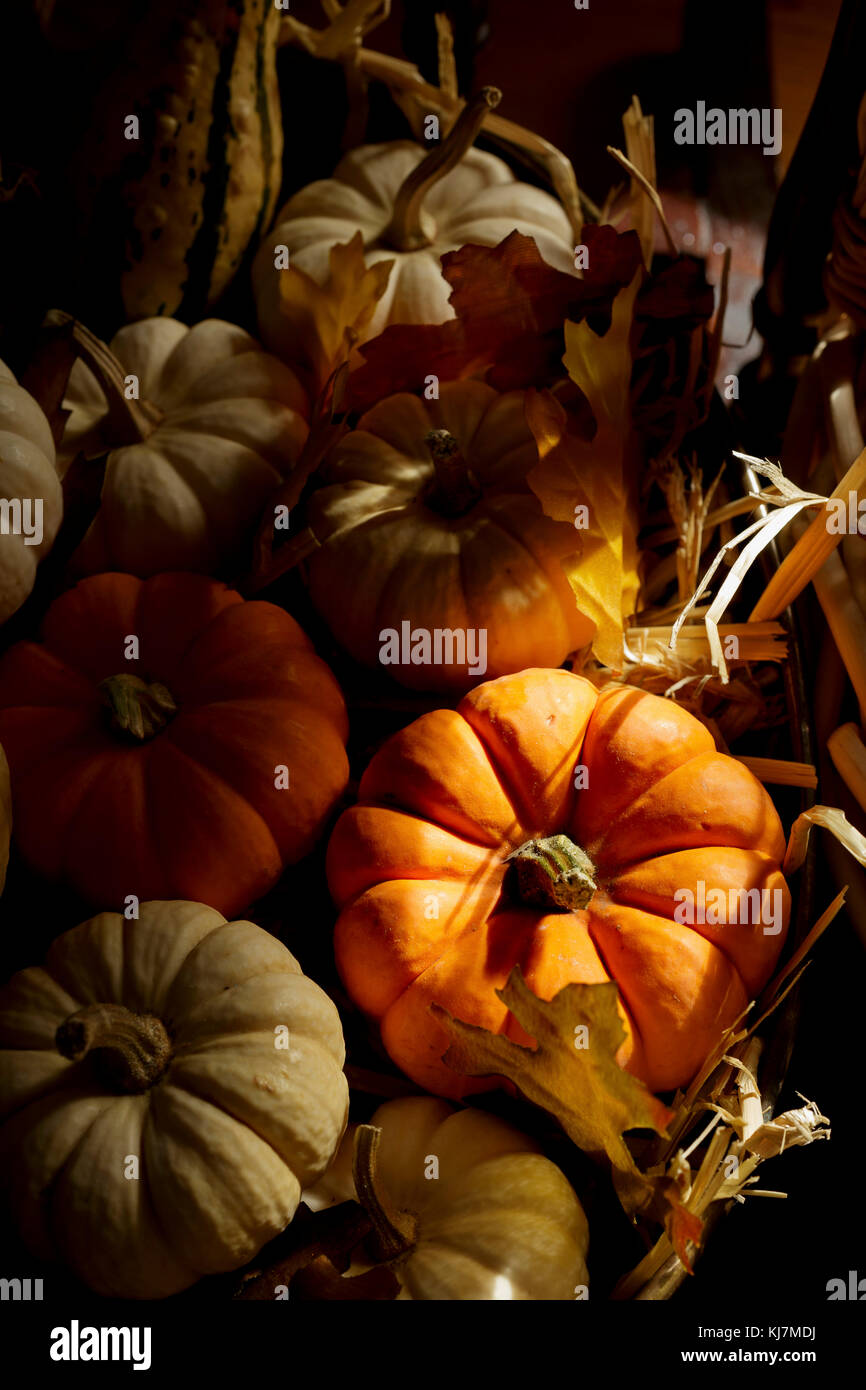 American pumpkins freshness hi-res stock photography and images - Alamy