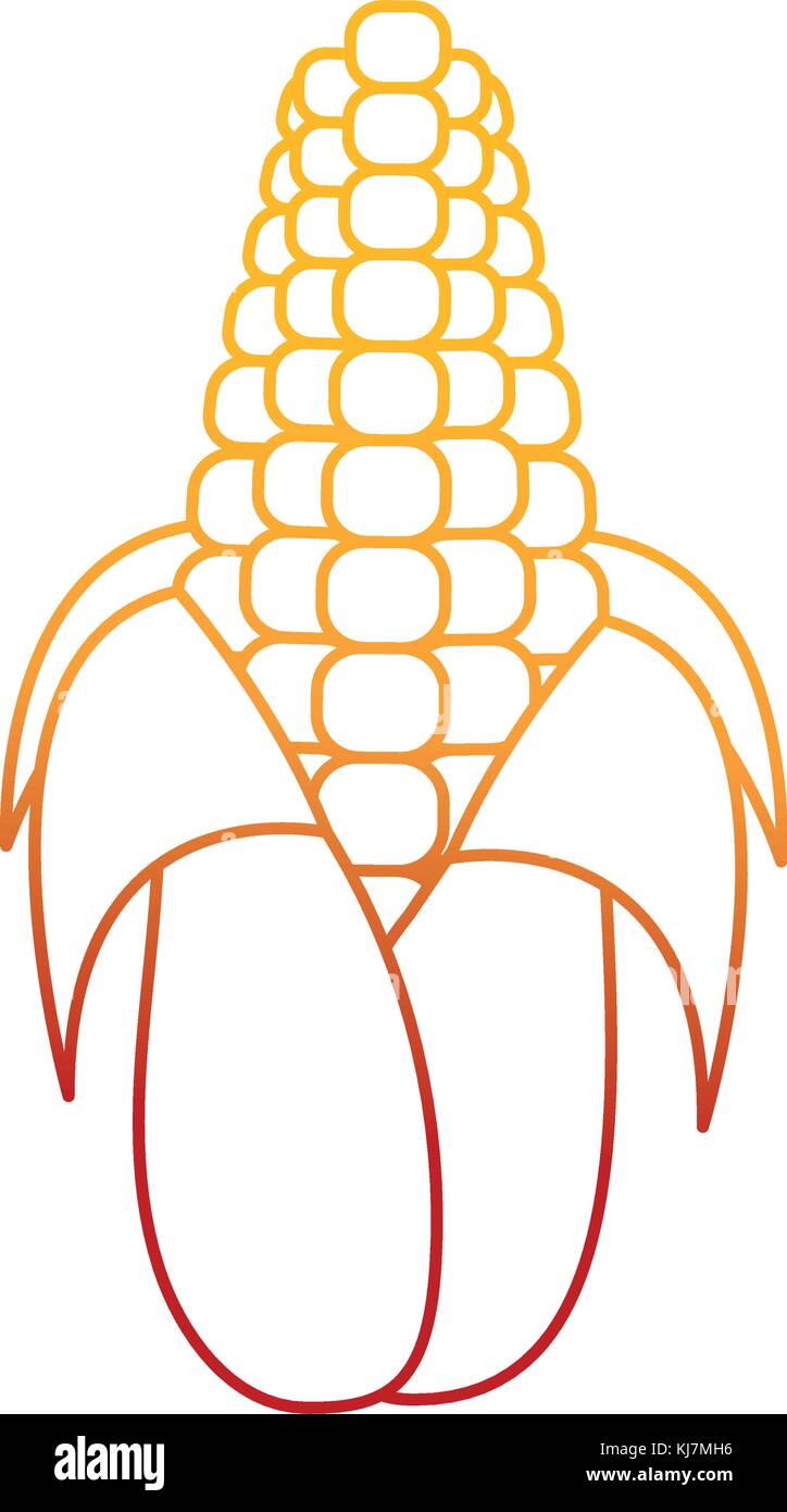 Isolated corn design Stock Vector Image & Art - Alamy