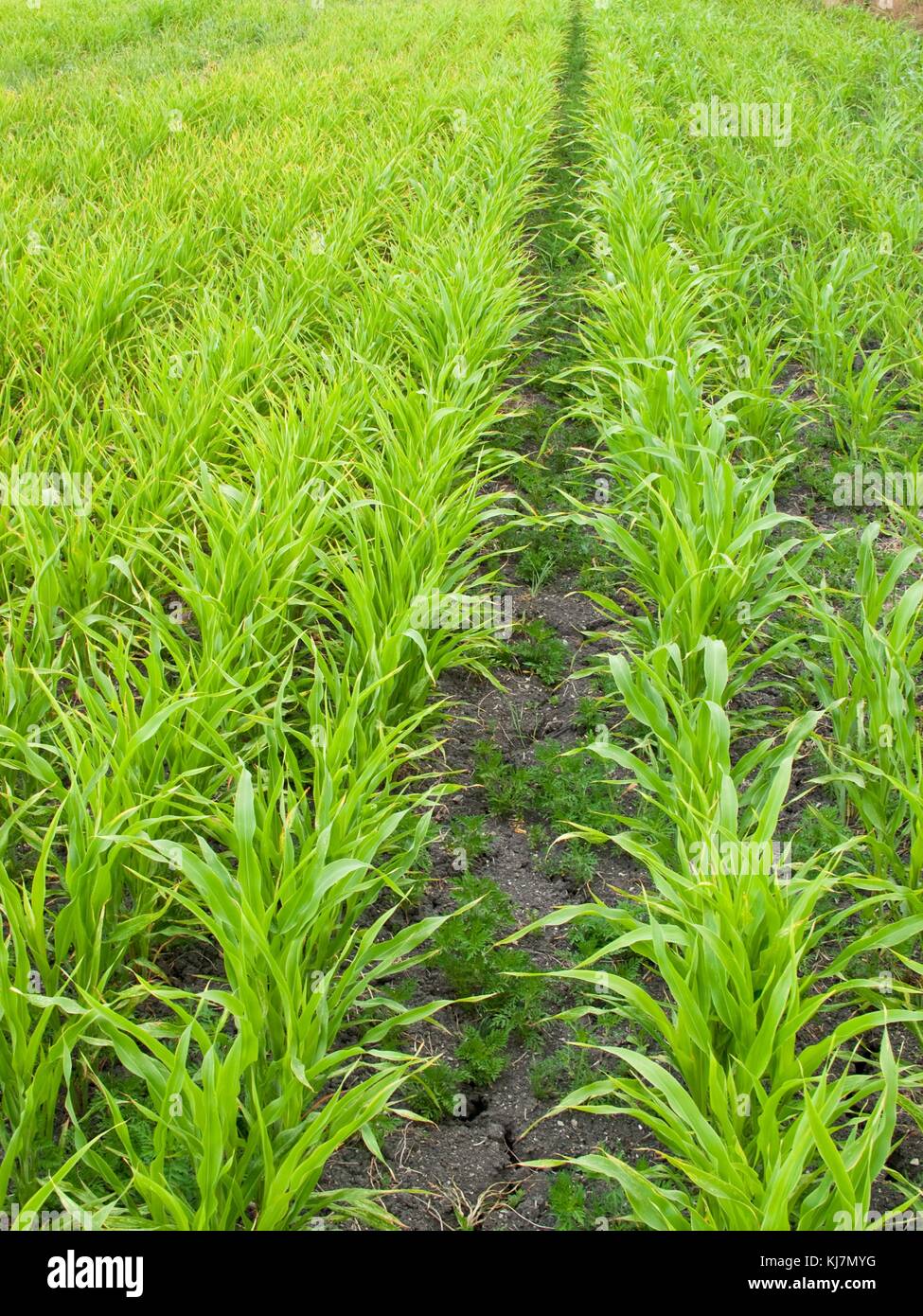 Rows of young corn growing in a field Stock Photo - Alamy