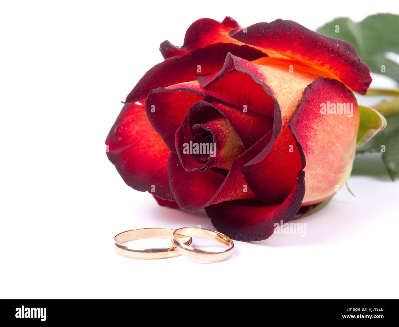Red rose and wedding rings on white background Stock Photo - Alamy