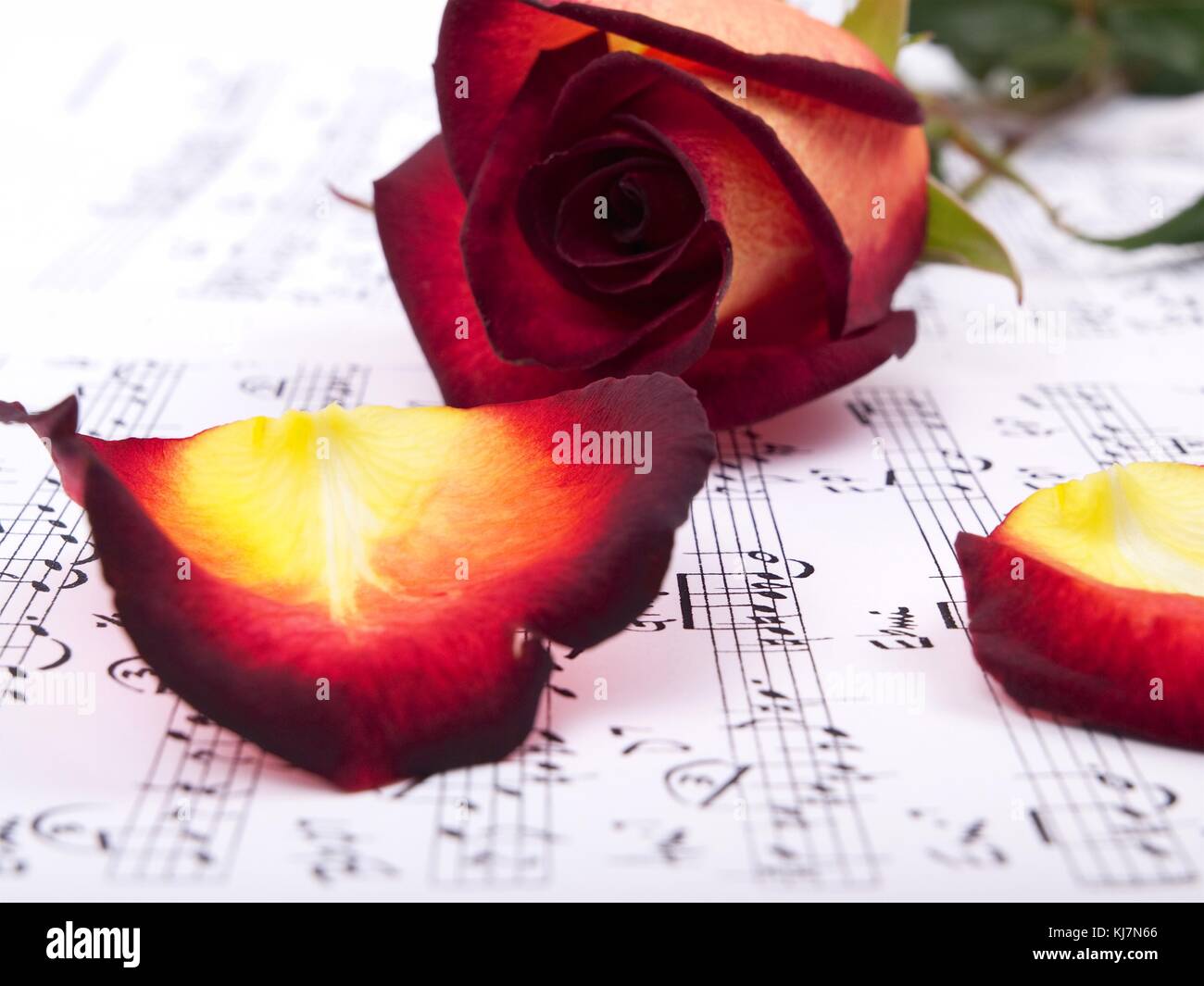 Red rose with petals on notes Stock Photo - Alamy
