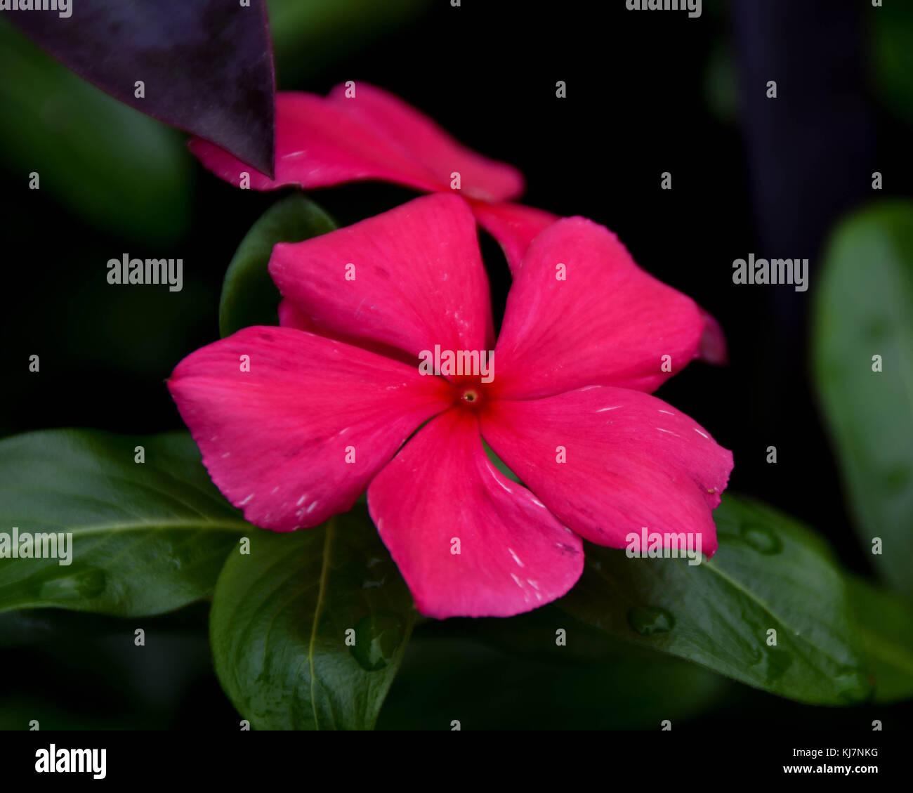Pink flower with morning dew Stock Photo - Alamy