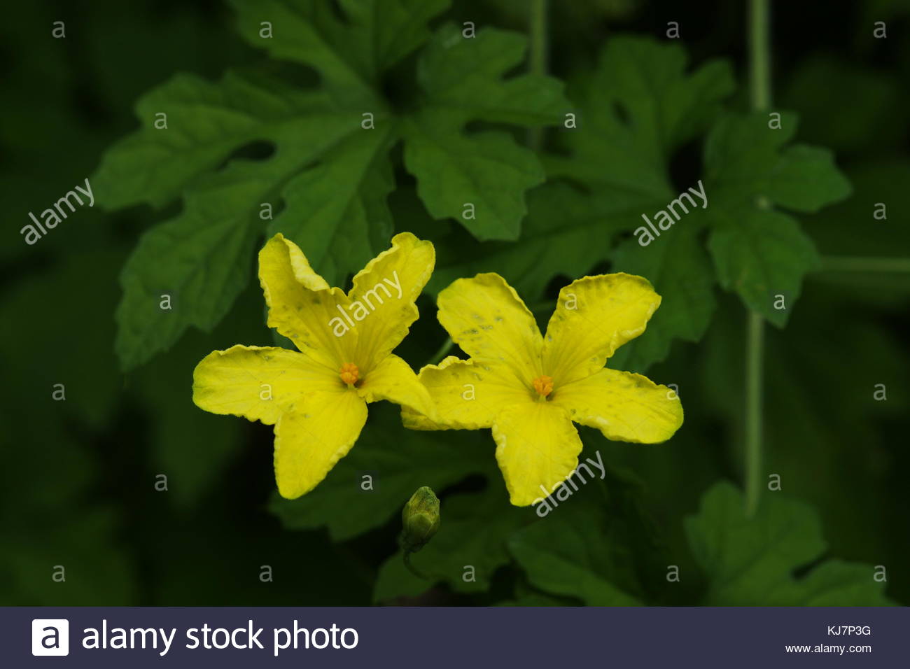 Balsam Apple Stock Photos & Balsam Apple Stock Images - Alamy