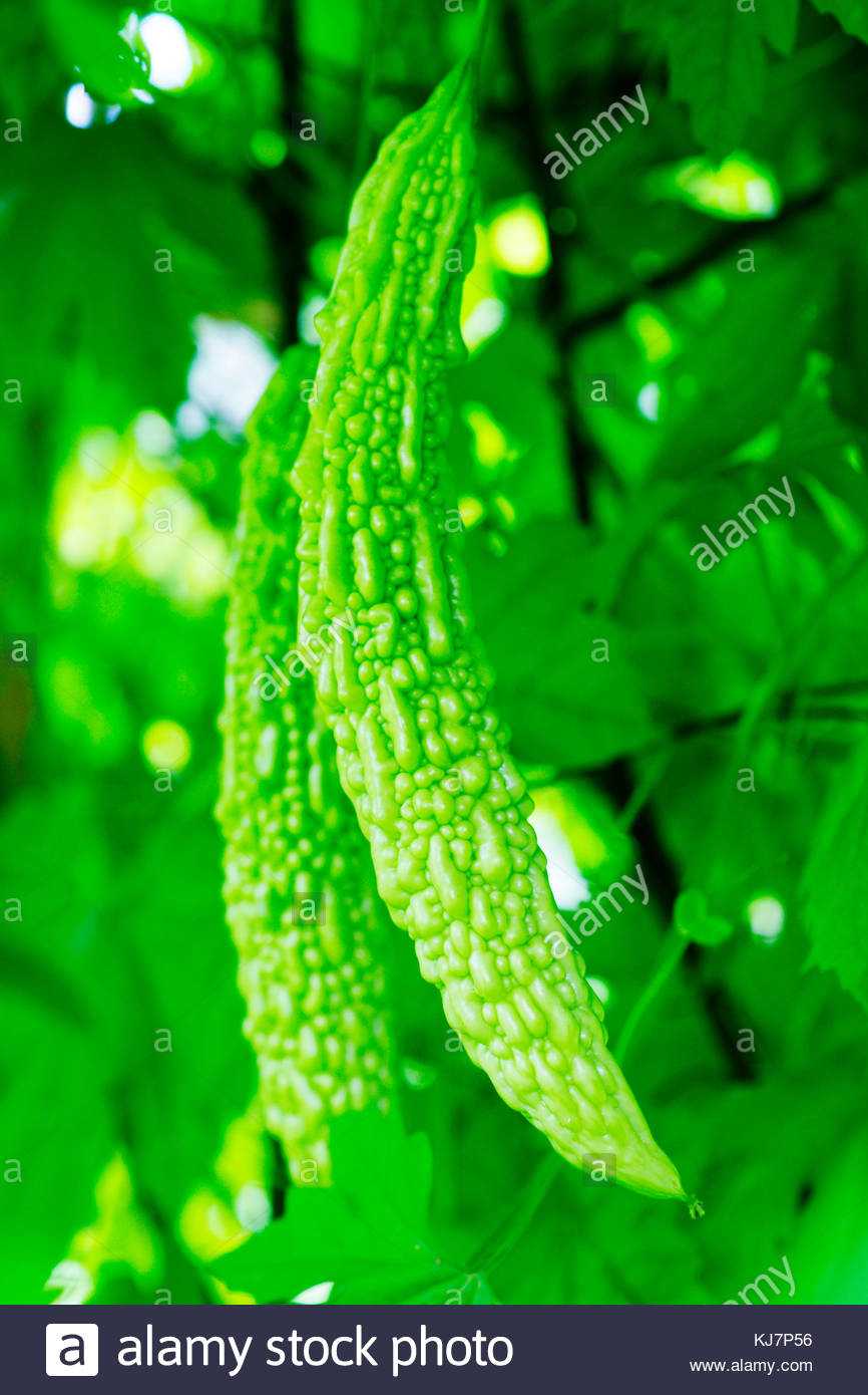 Balsam Apple Stock Photos & Balsam Apple Stock Images - Alamy