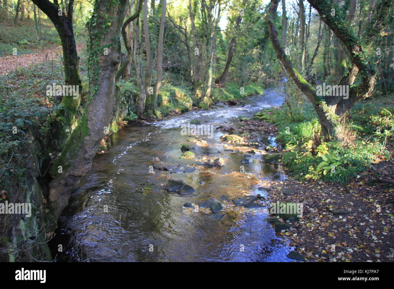 Rivelin Valley, Sheffield Stock Photo - Alamy
