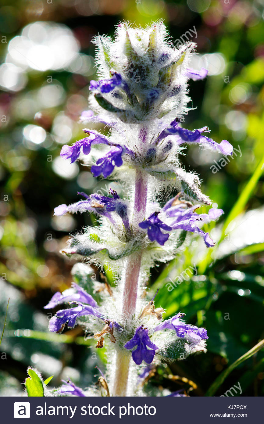 Multiflora Stock Photos & Multiflora Stock Images - Alamy