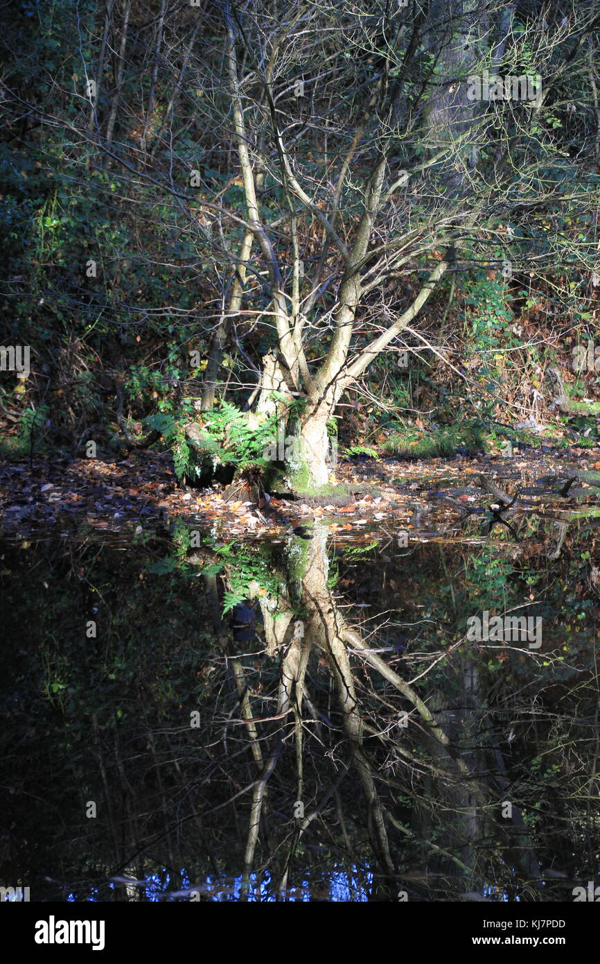 Rivelin Valley, Sheffield Stock Photo - Alamy