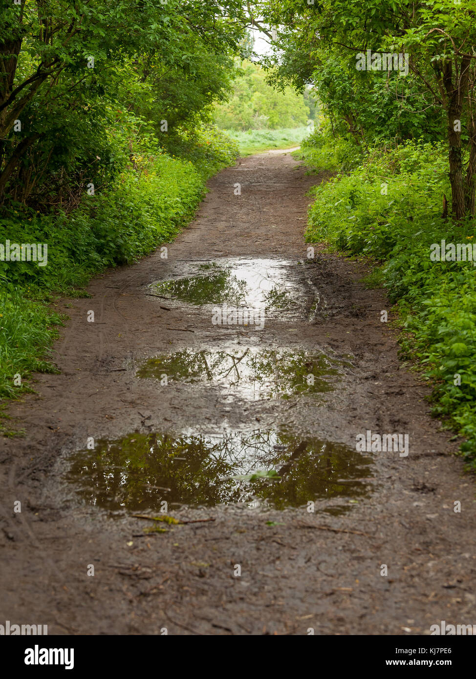 Path park grass puddle hi-res stock photography and images - Alamy