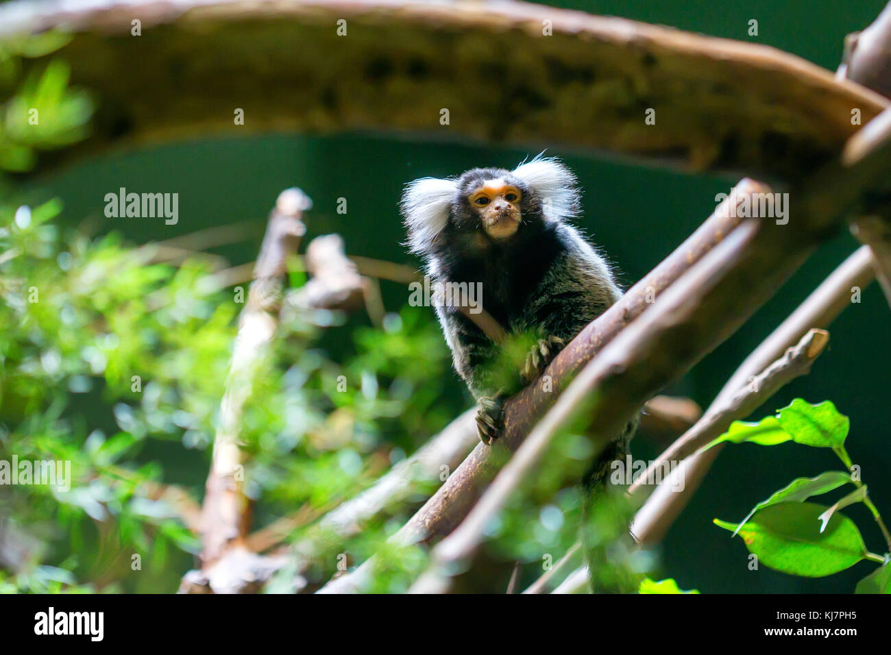 Common marmoset or Callithrix jacchus Stock Photo - Alamy