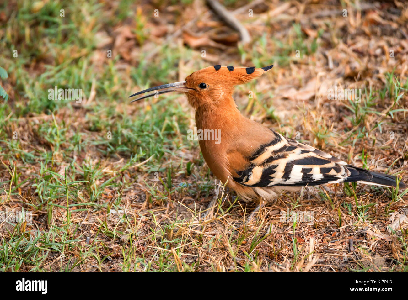 Common hoopoe or Upupa epops in India Stock Photo - Alamy