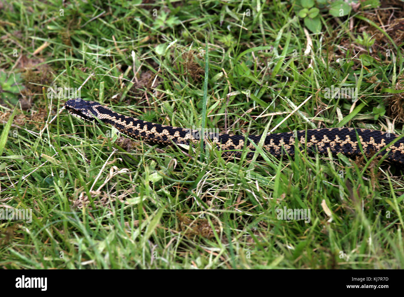 The adder, Vipera berus, is the only poisonous snake in the UK Stock ...