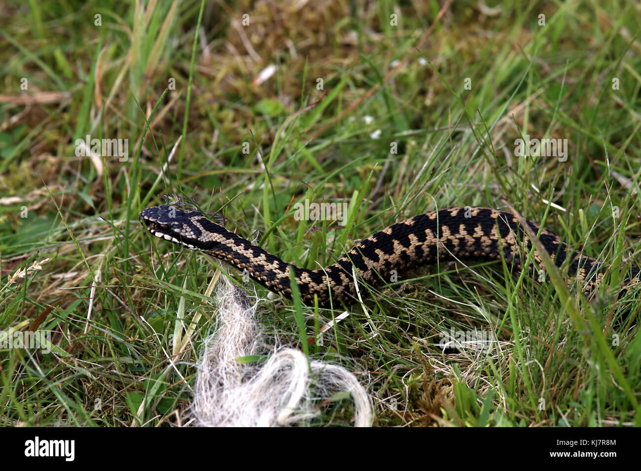 Adder Snake High Resolution Stock Photography and Images - Alamy