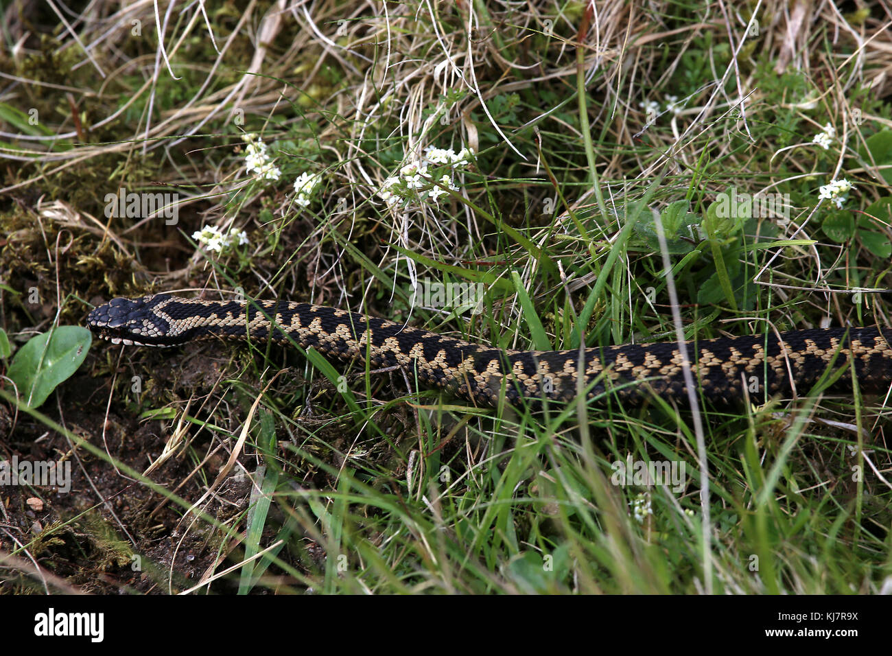 Adder Scotland Stock Photos & Adder Scotland Stock Images - Alamy