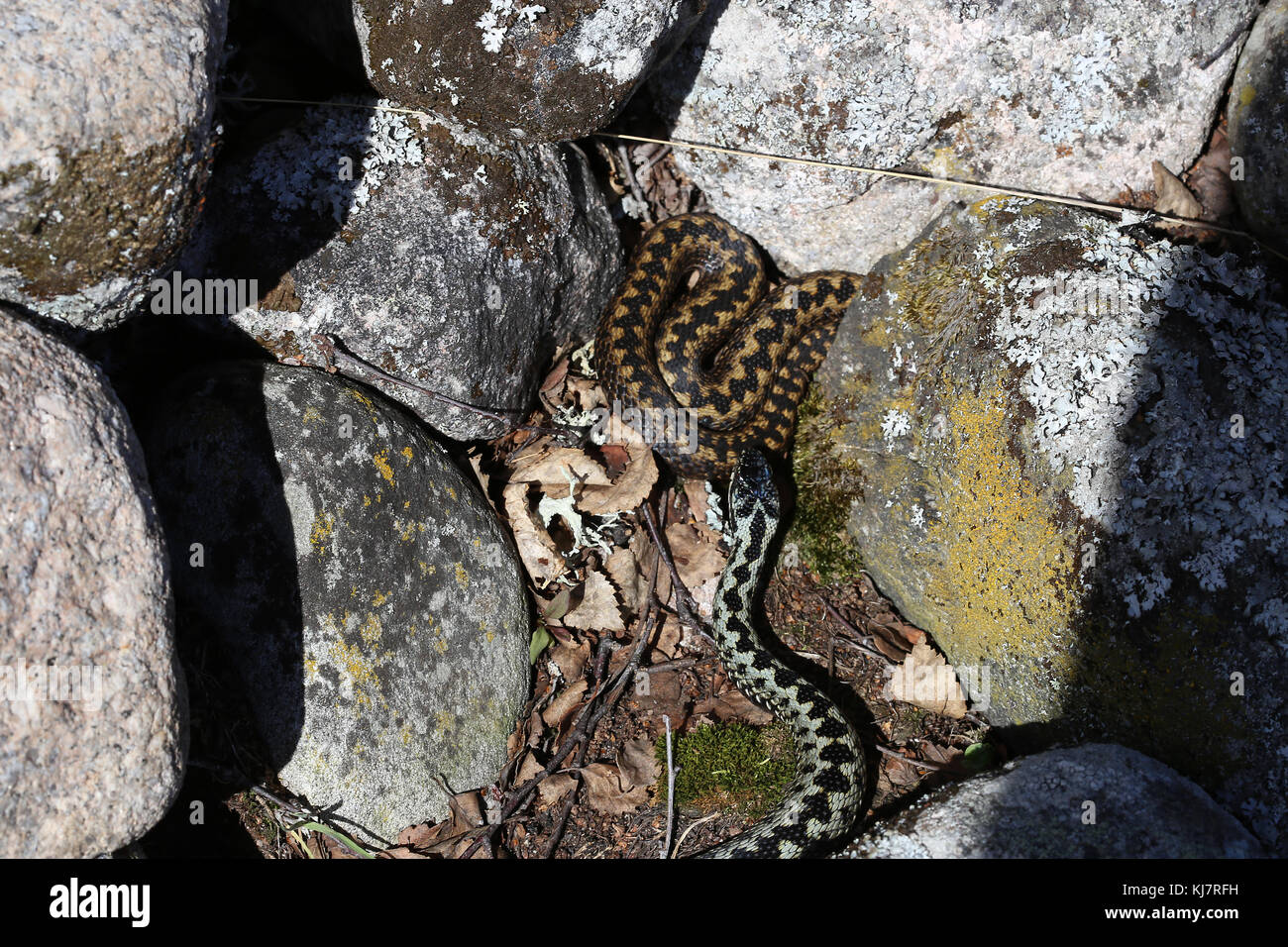 Adder scotland hi-res stock photography and images - Alamy