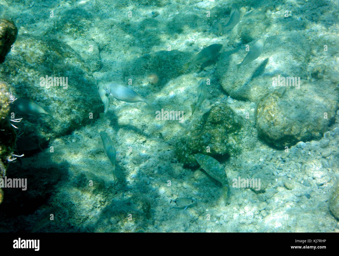 Various species of fish, Stegna, Rhodes, Greece Stock Photo - Alamy