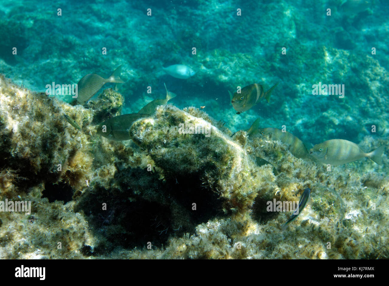 Various species of fish, Stegna, Rhodes, Greece Stock Photo - Alamy