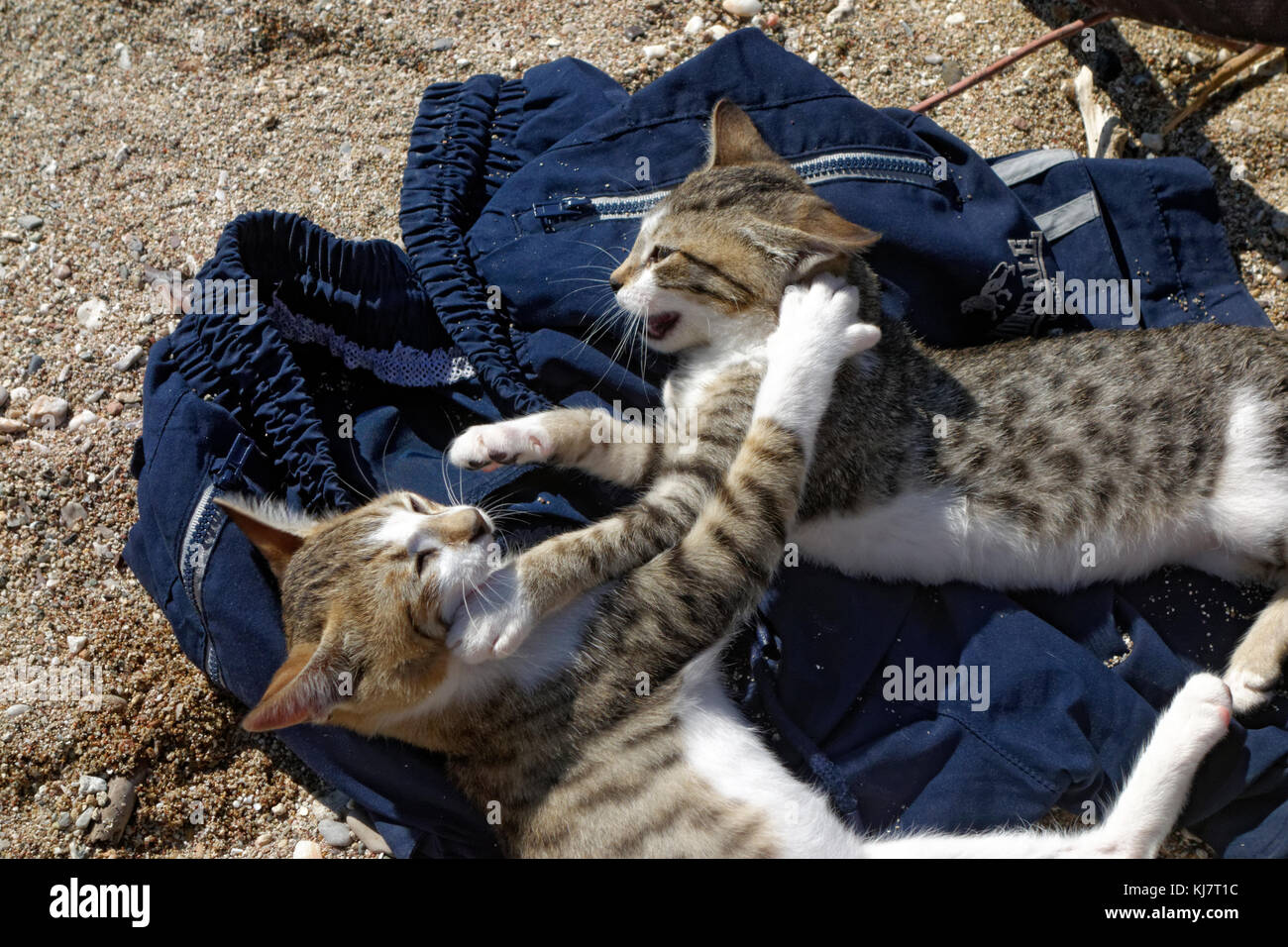 Cute Kittens Playing Together