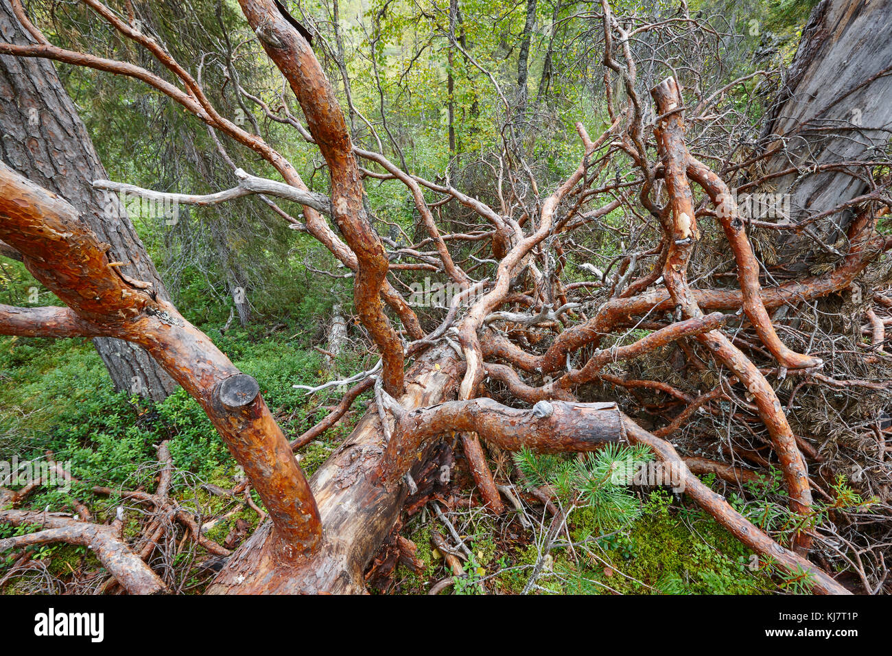 Fallen tree trunk on a forest. Nature background. Horizontal landscape ...