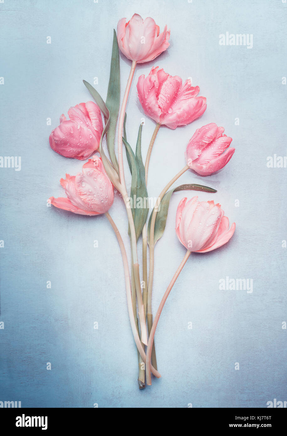Charming gentle spring tulips bunch in pastel color on blue background ...