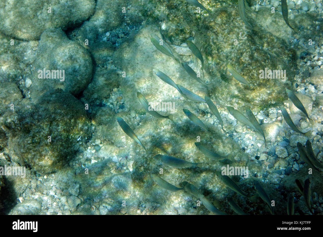 Various species of fish, Stegna, Rhodes, Greece Stock Photo - Alamy