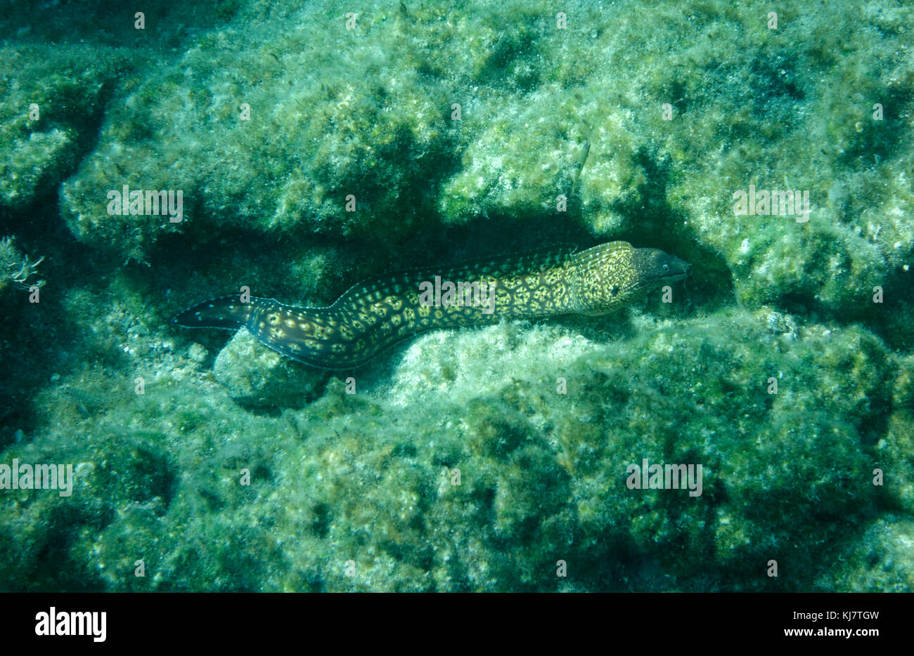 Mediterranean moray eel (Muraena helena Stock Photo - Alamy