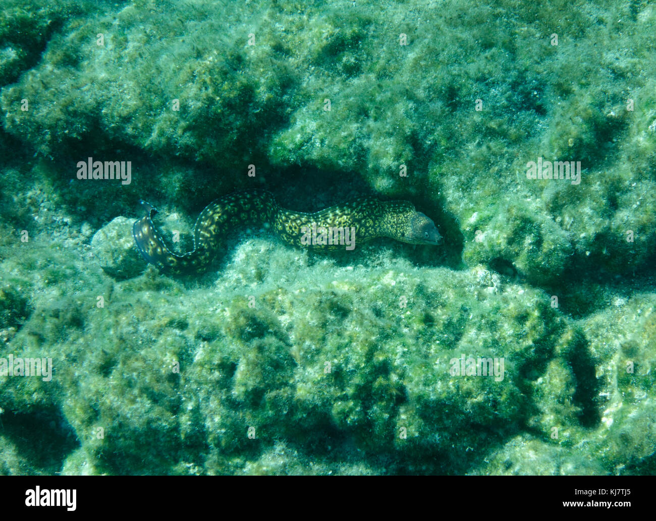 Mediterranean moray eel (Muraena helena Stock Photo - Alamy