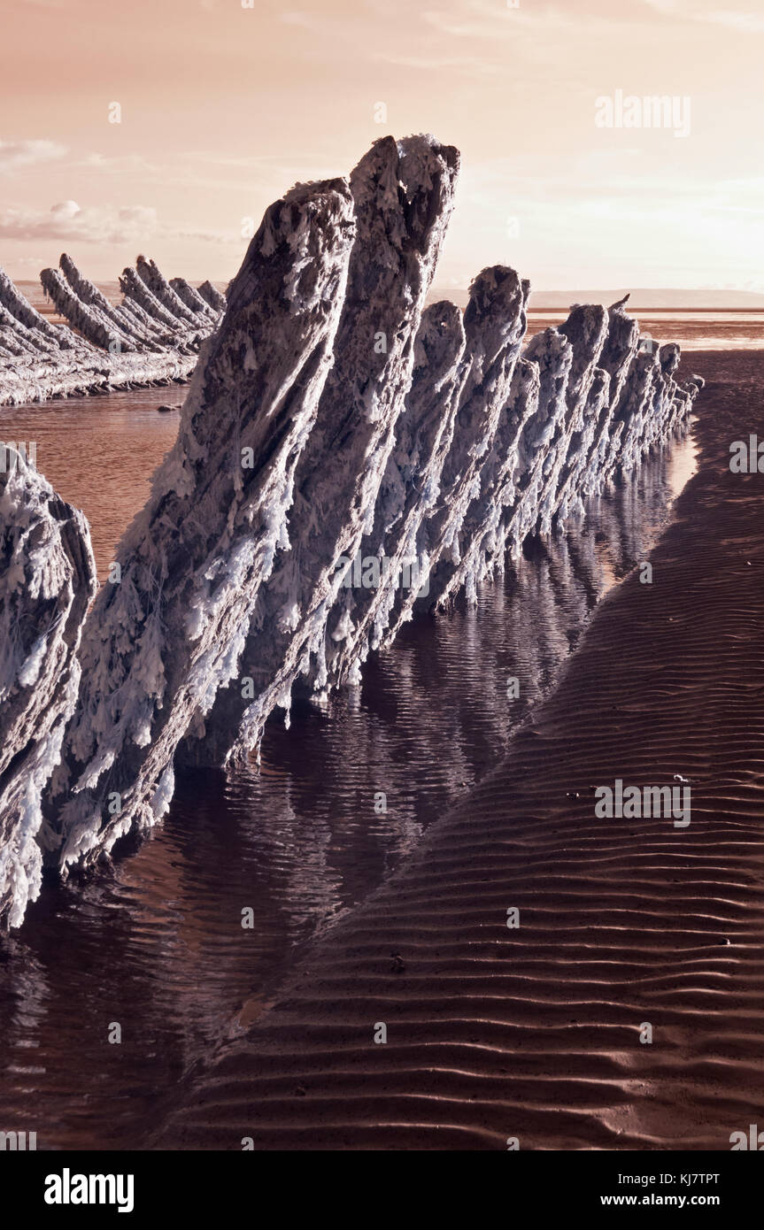 infrared picture of the exposed wreck of the wooden Norwegian barque SS ...