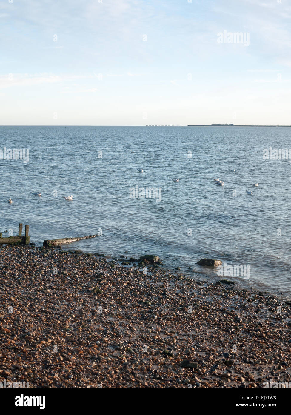 empty beach front water sea ocean horizon landscape seagulls in water ...