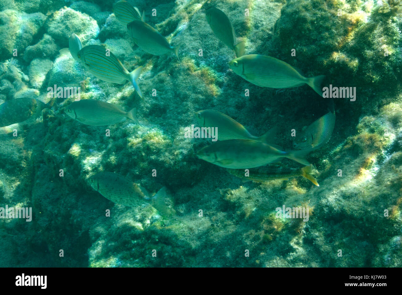 Various species of fish, Stegna, Rhodes, Greece Stock Photo - Alamy
