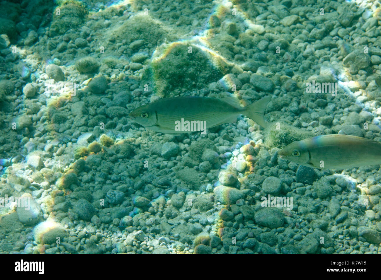 Various species of fish, Stegna, Rhodes, Greece Stock Photo - Alamy