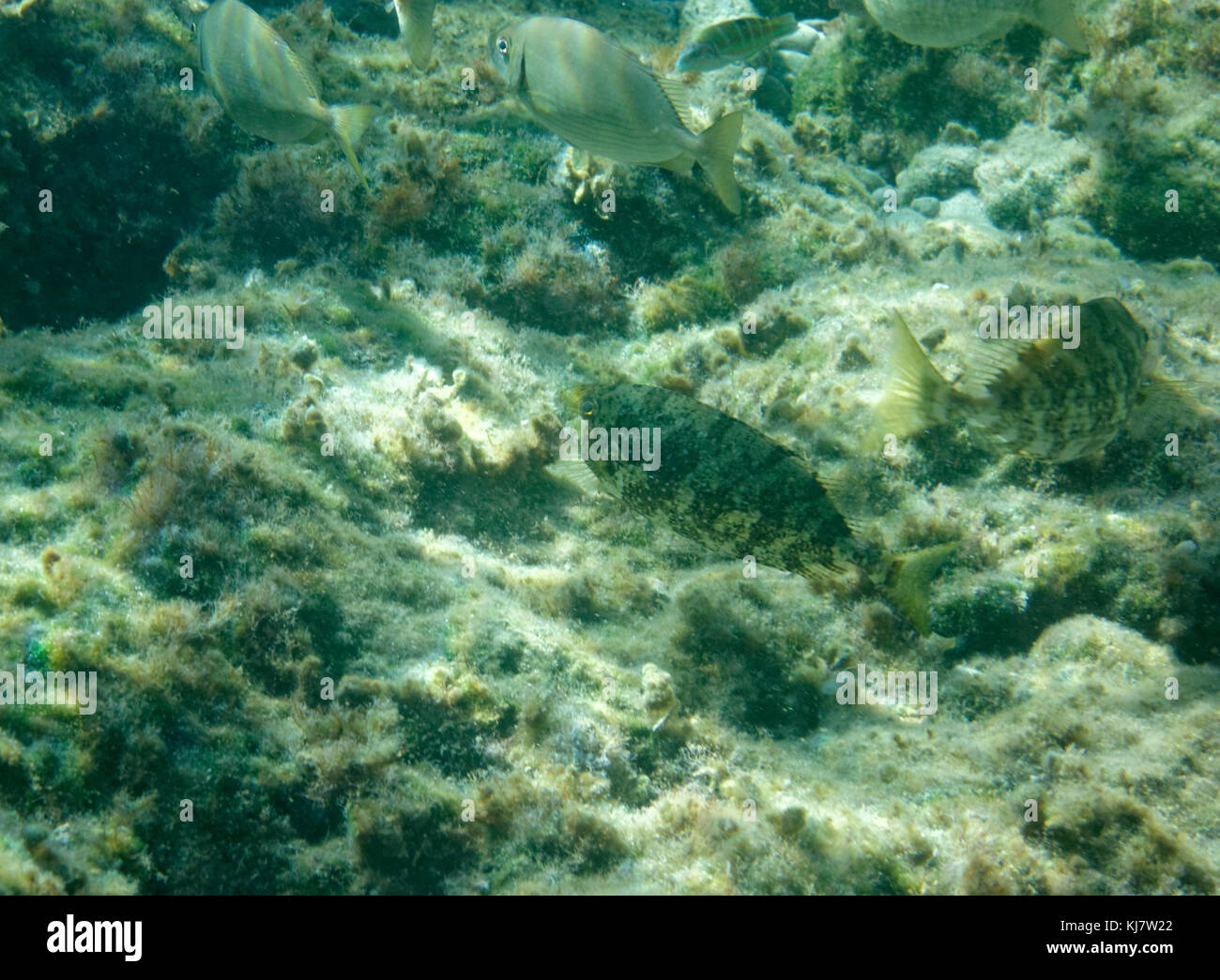 Various species of fish, Stegna, Rhodes, Greece Stock Photo - Alamy
