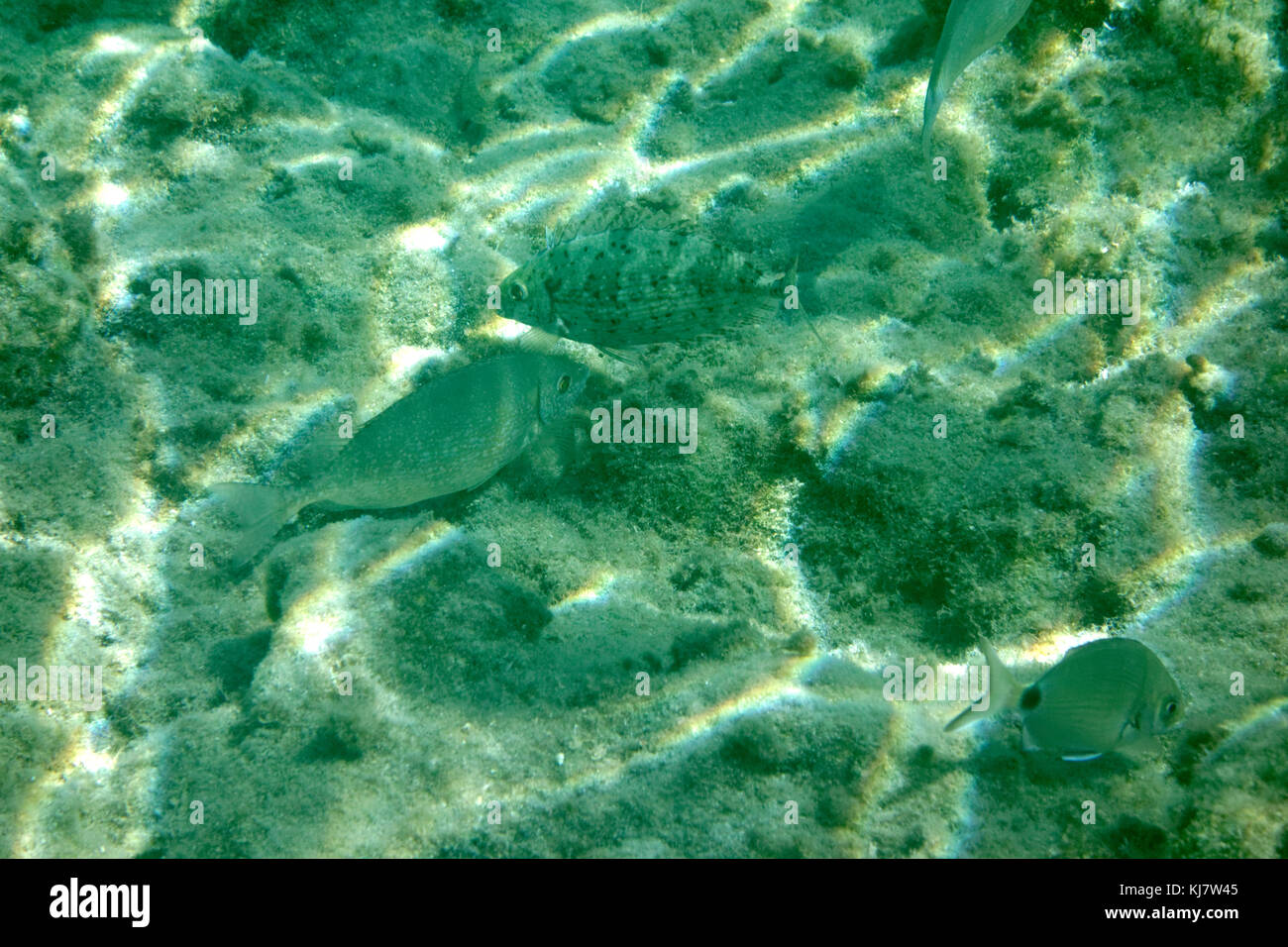 Various species of fish, Stegna, Rhodes, Greece Stock Photo - Alamy