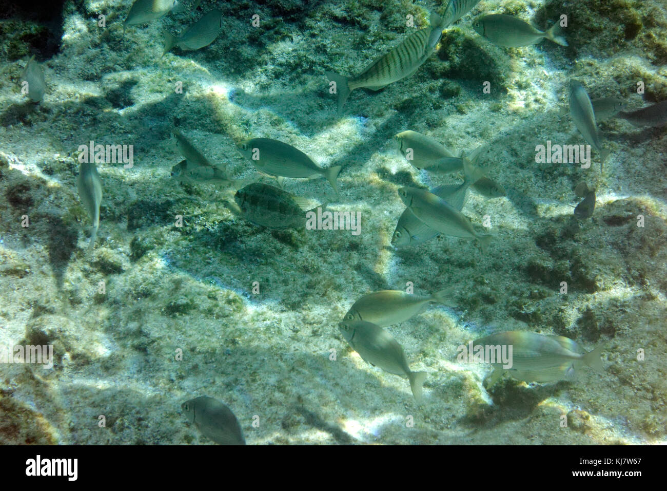 Various species of fish, Stegna, Rhodes, Greece Stock Photo - Alamy